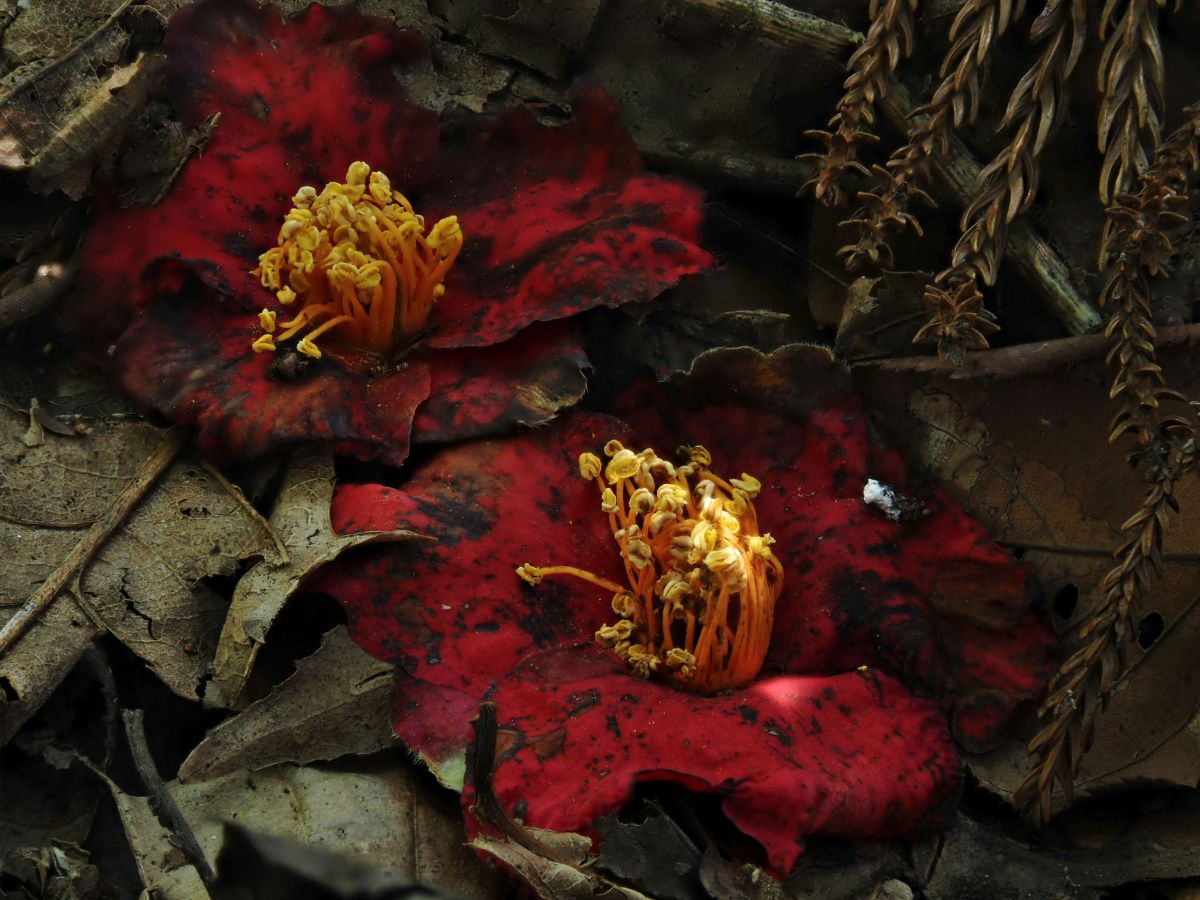 朽ち行くも魅惑 | GANREF