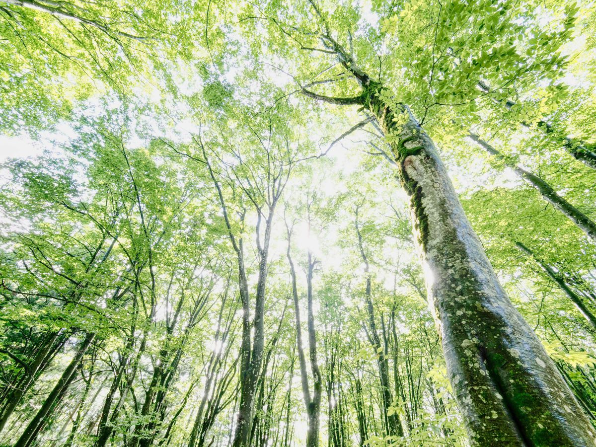 ブナの森 | GANREF