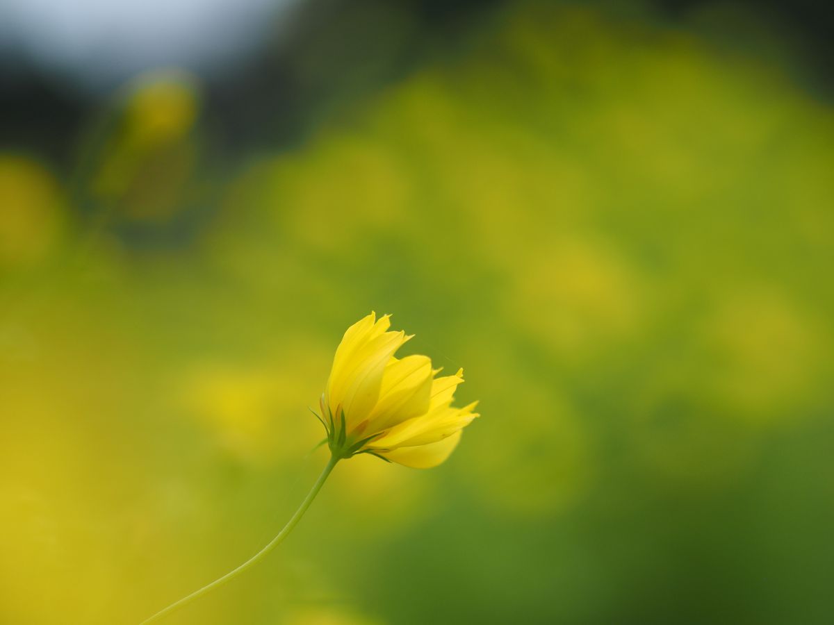 10．75mmF1.8でお花を撮ってみる | GANREF