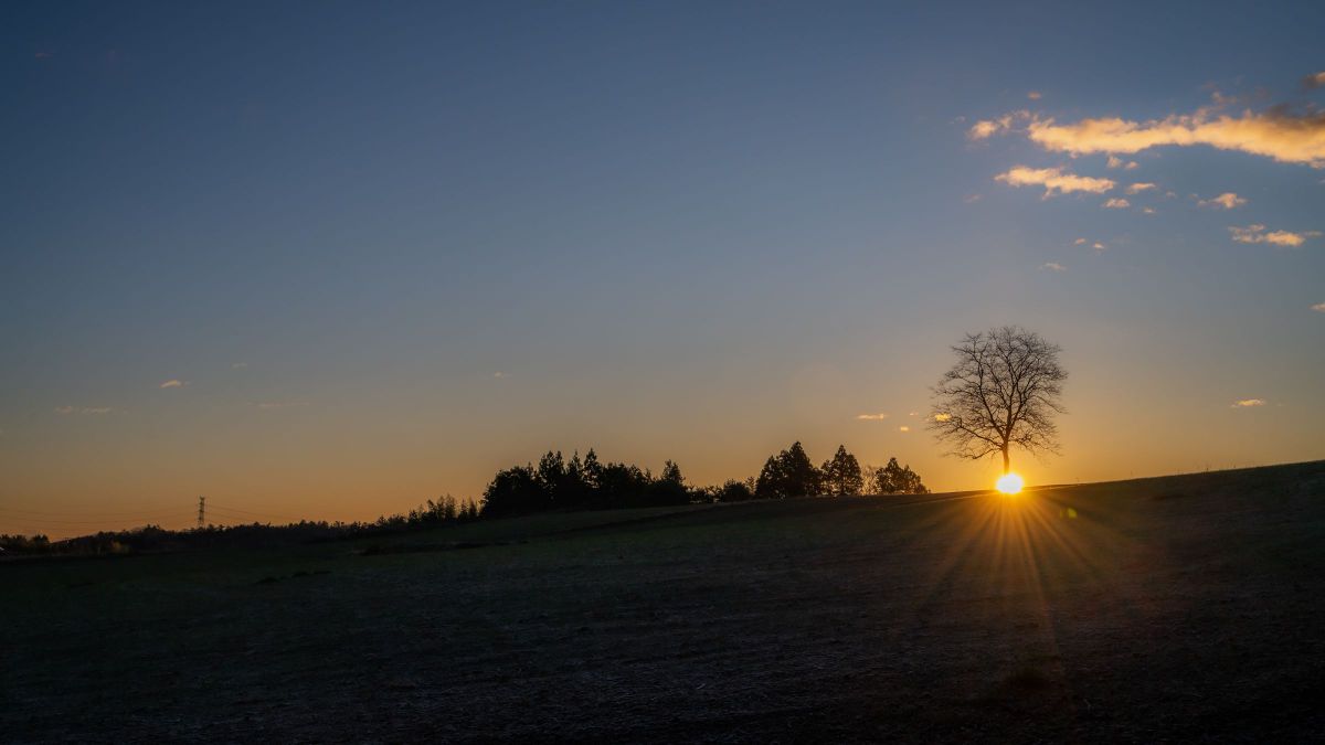 diamond tree | GANREF