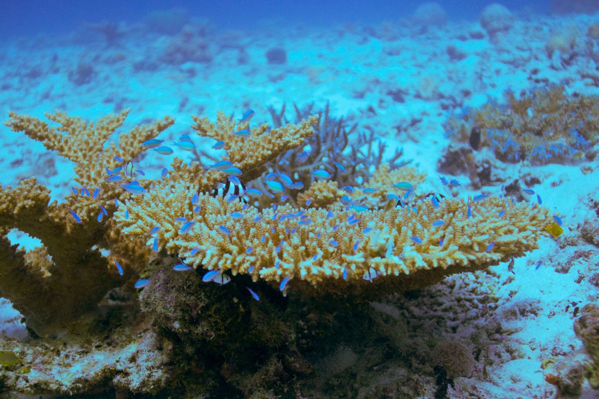 同系色及びコントラスト | GANREF