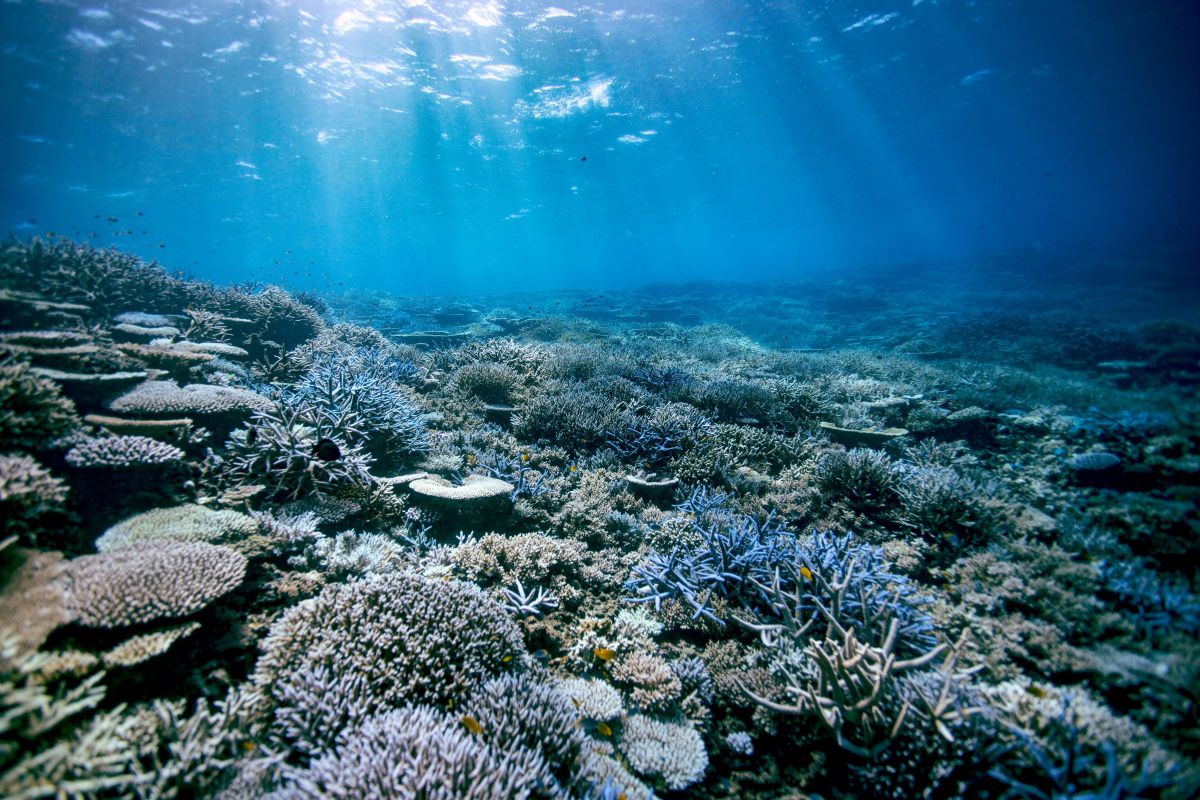 多彩な珊瑚礁 | GANREF