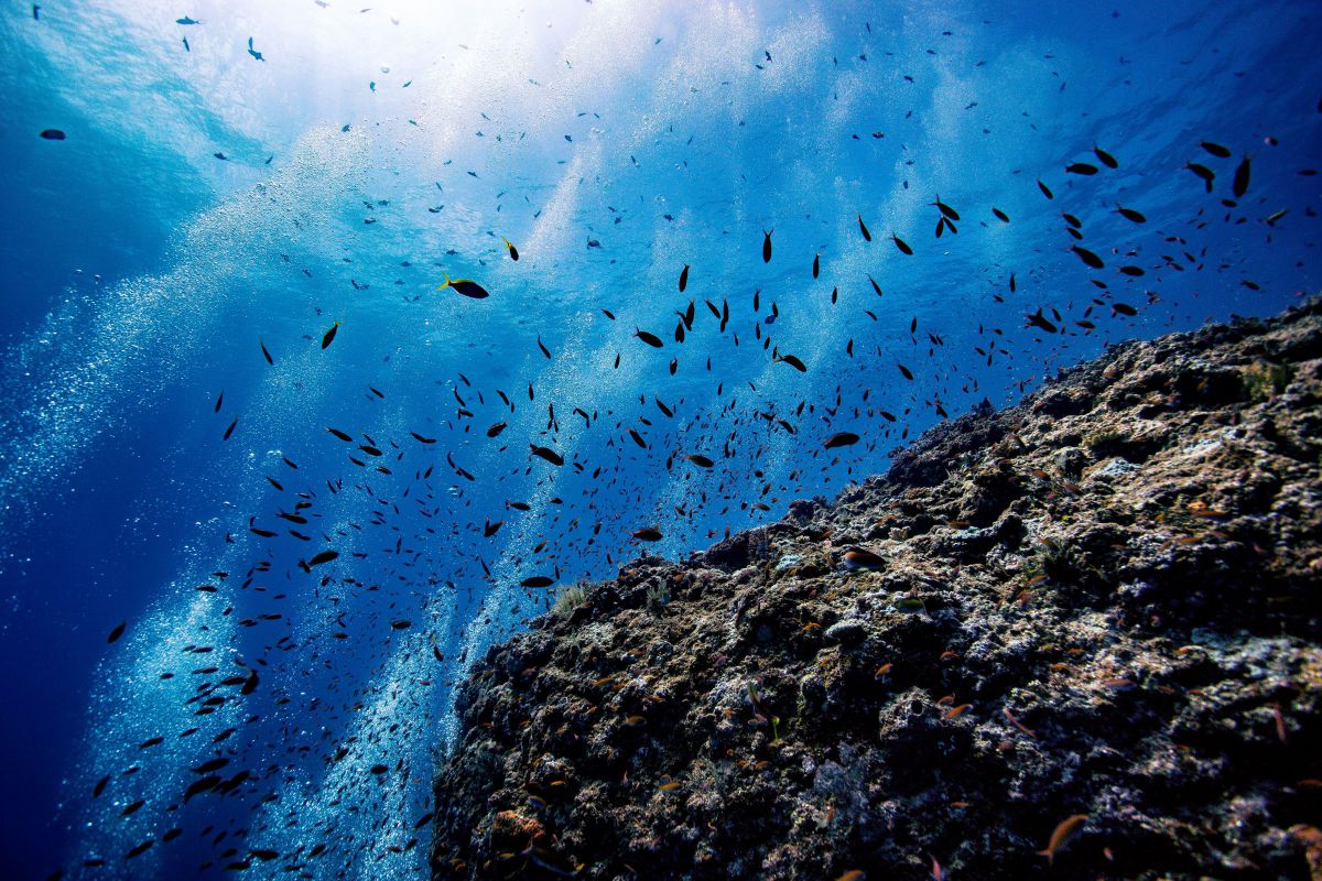 泡と戯れる(たわむれる) | GANREF