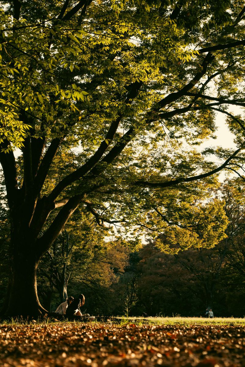 ここから | GANREF