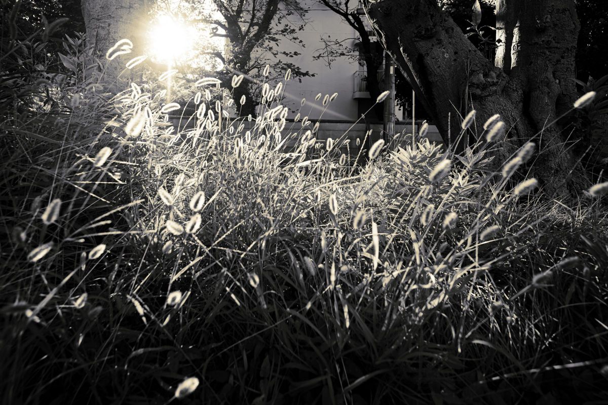 up next osaka | GANREF