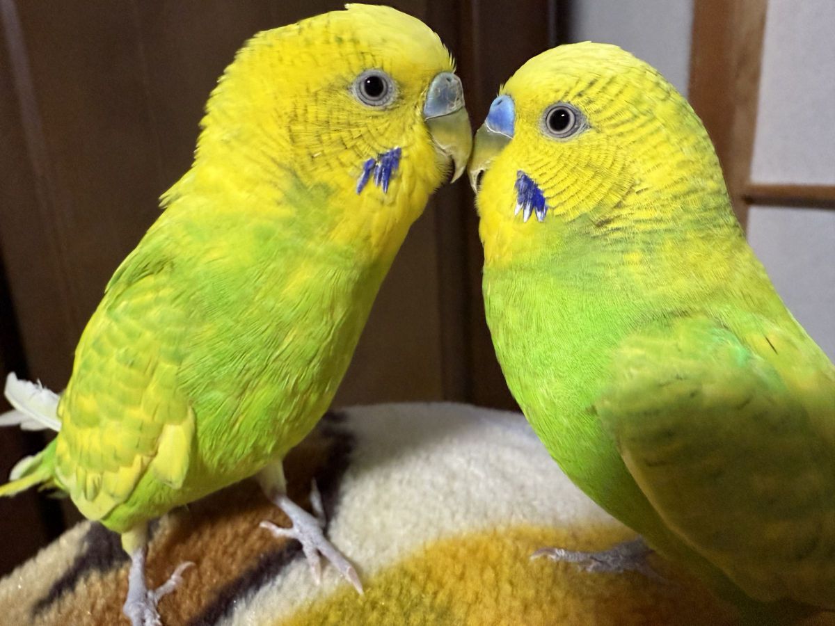 父と息子でにらめっこ？ | GANREF