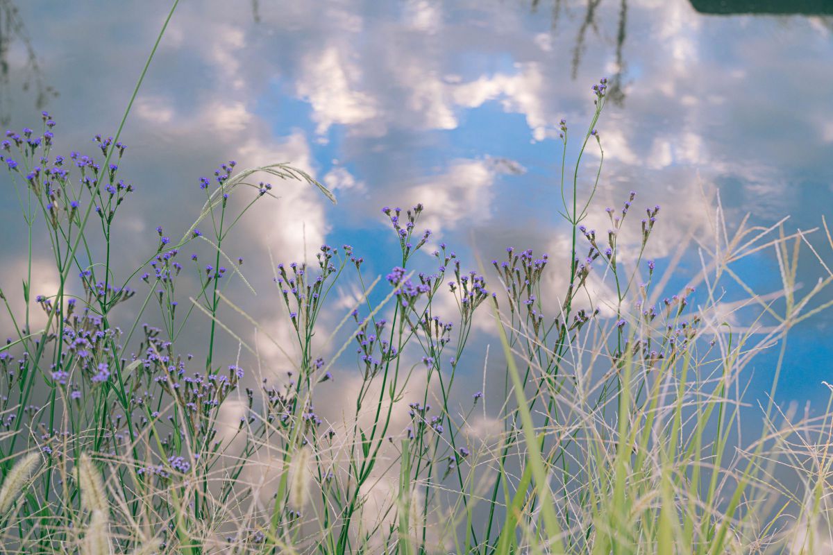 Optical illusion | GANREF