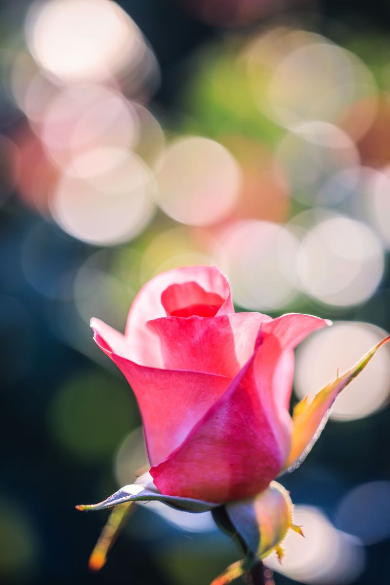 キラキラ光る | GANREF