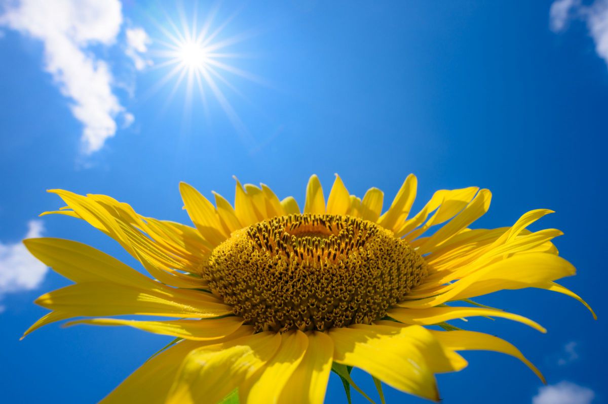 Hello, Sunshine!!! | GANREF