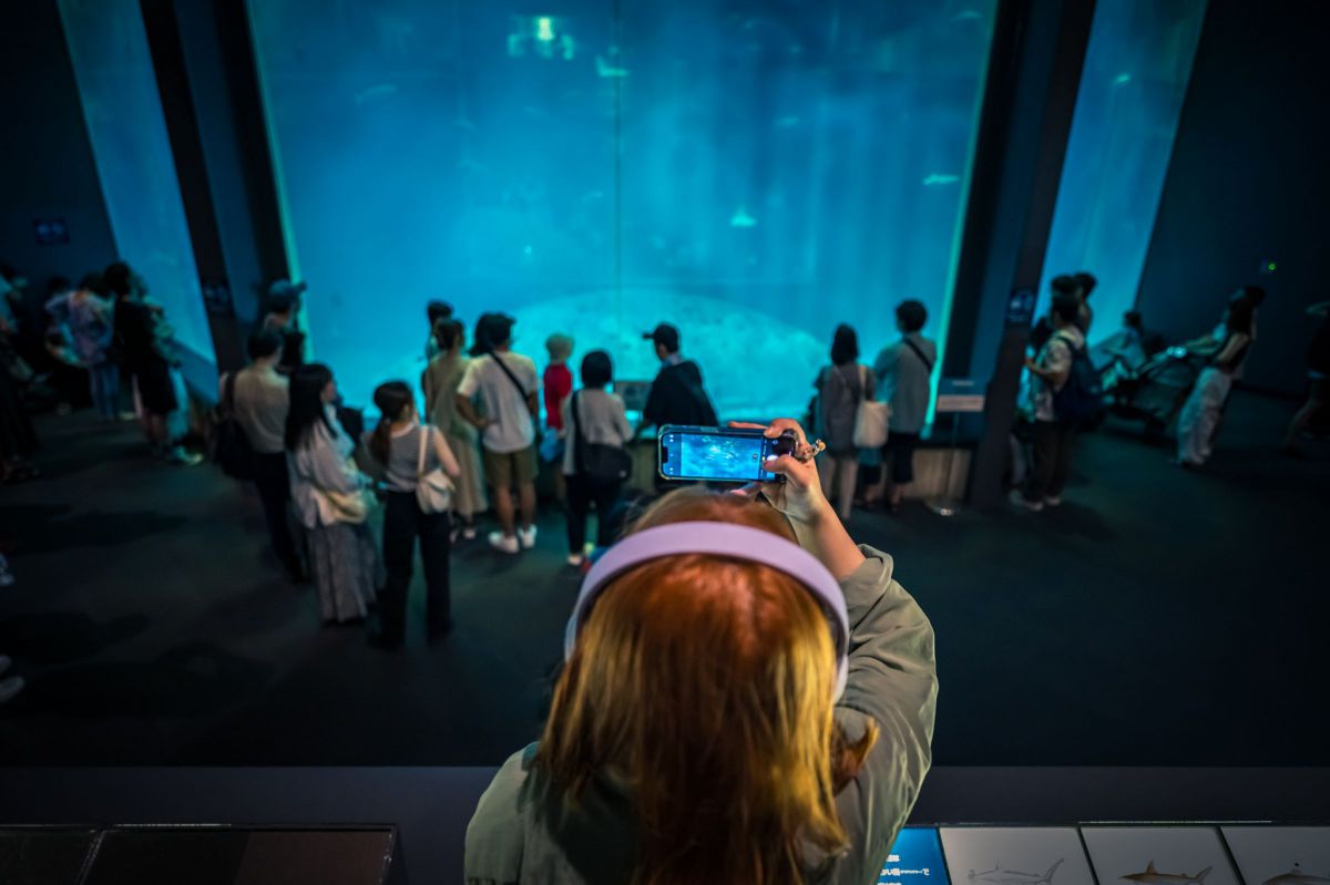 夏の思い出 | GANREF