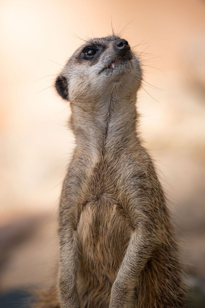 君、想う | GANREF