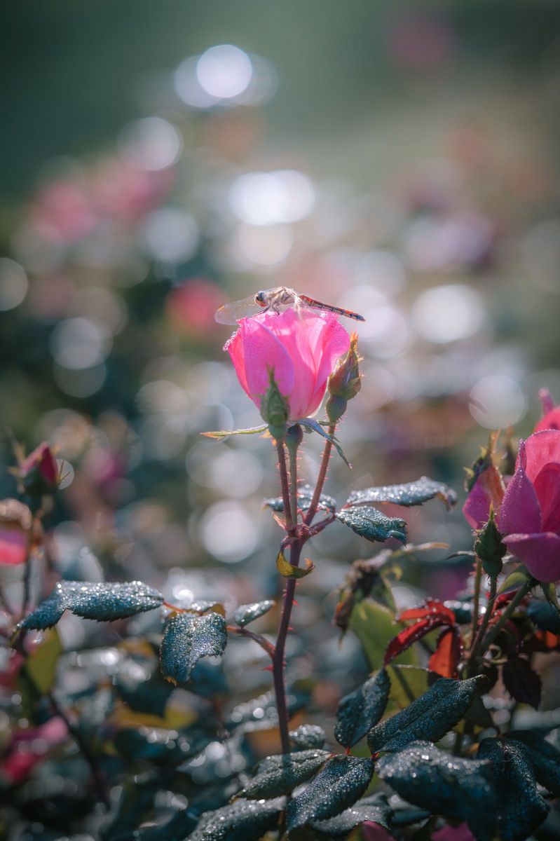 赤とんぼ | GANREF