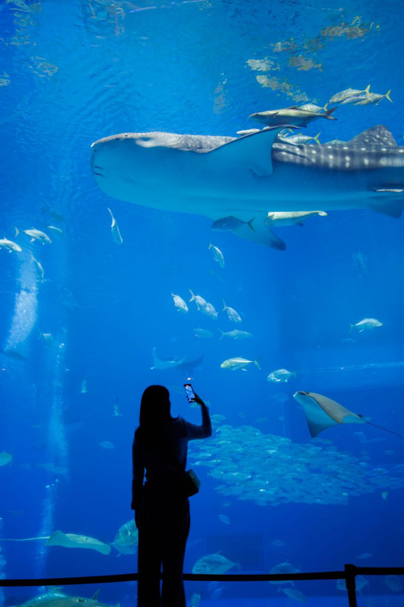 魅せられて | GANREF