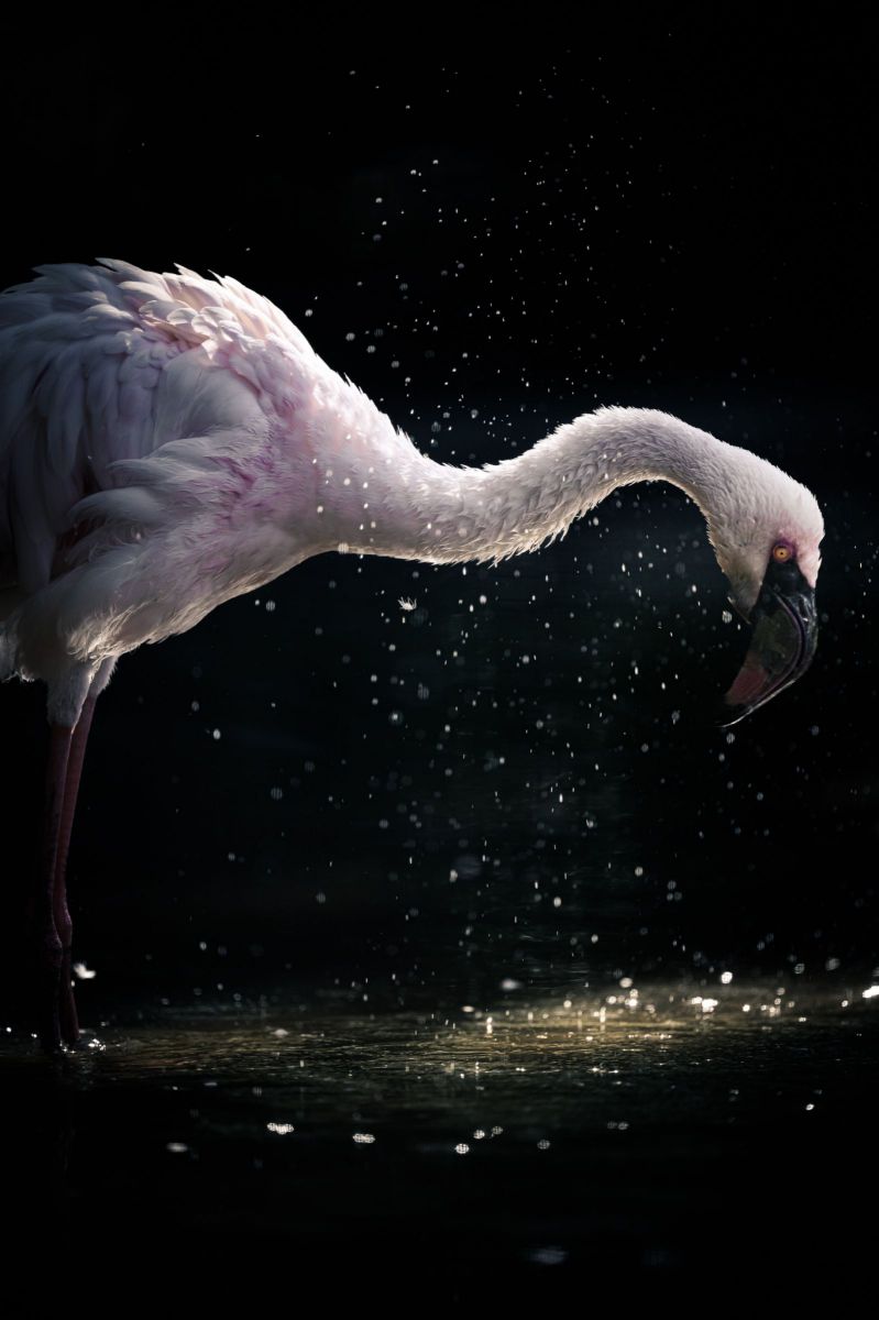 ニコンZ 8レビュー（番外編）Zロクヨンでグランプリ受賞！ NEONEOさんともご一緒に♬ | GANREF