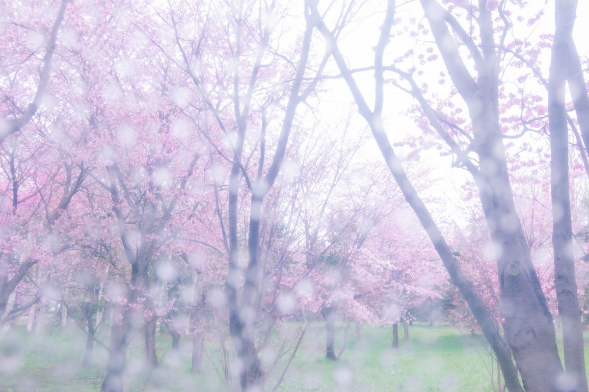 Spring Dream | GANREF