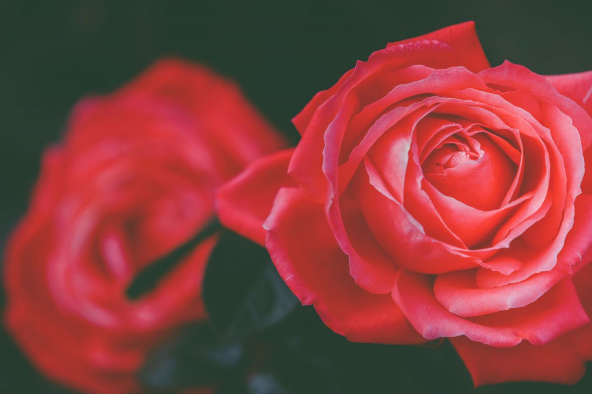 rose | GANREF