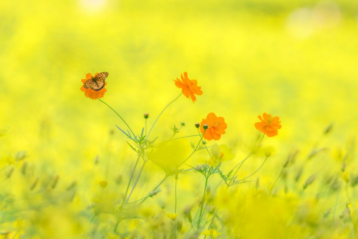 揺れる女心 | GANREF