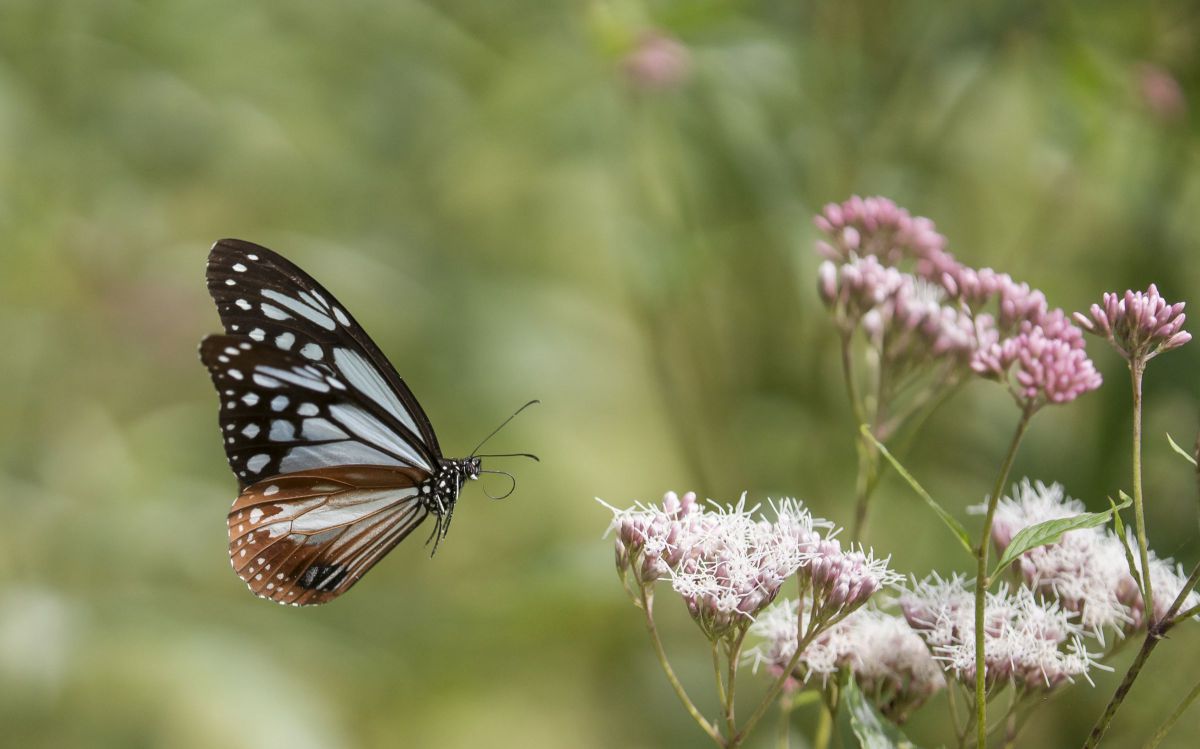 Soft Landing | GANREF