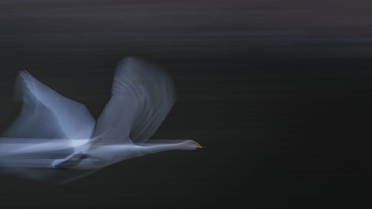 Impressive Fright #024 | GANREF