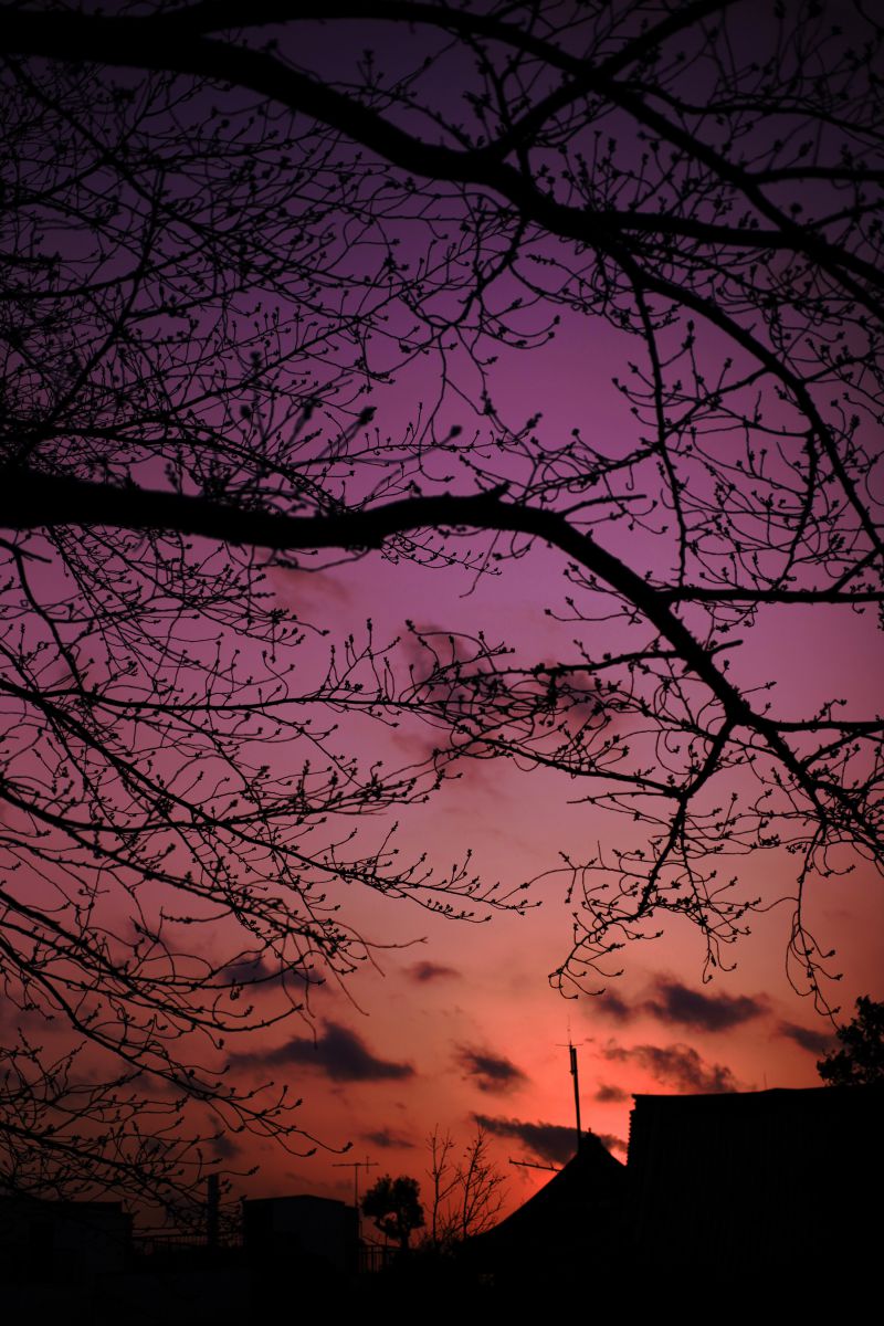 さくら、さくら | GANREF