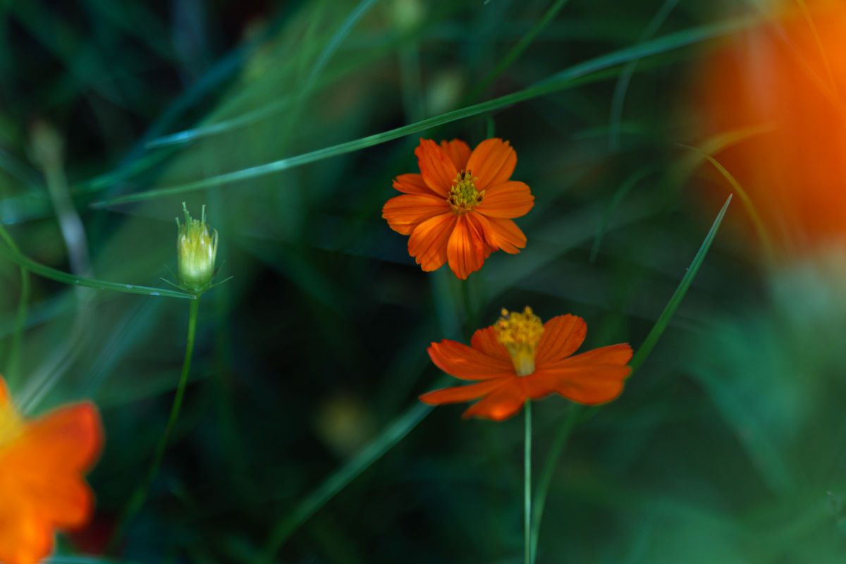 静かに輝くコスモス | GANREF