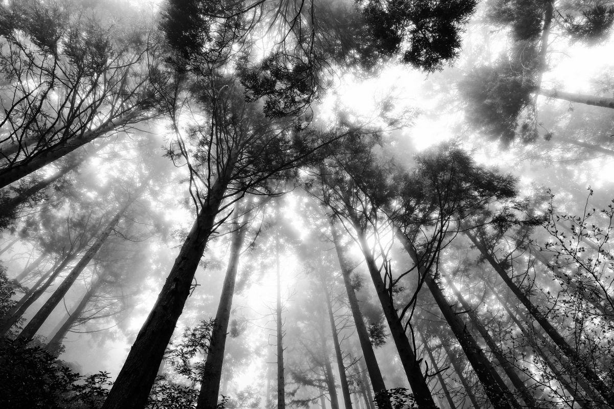 forest breath | GANREF