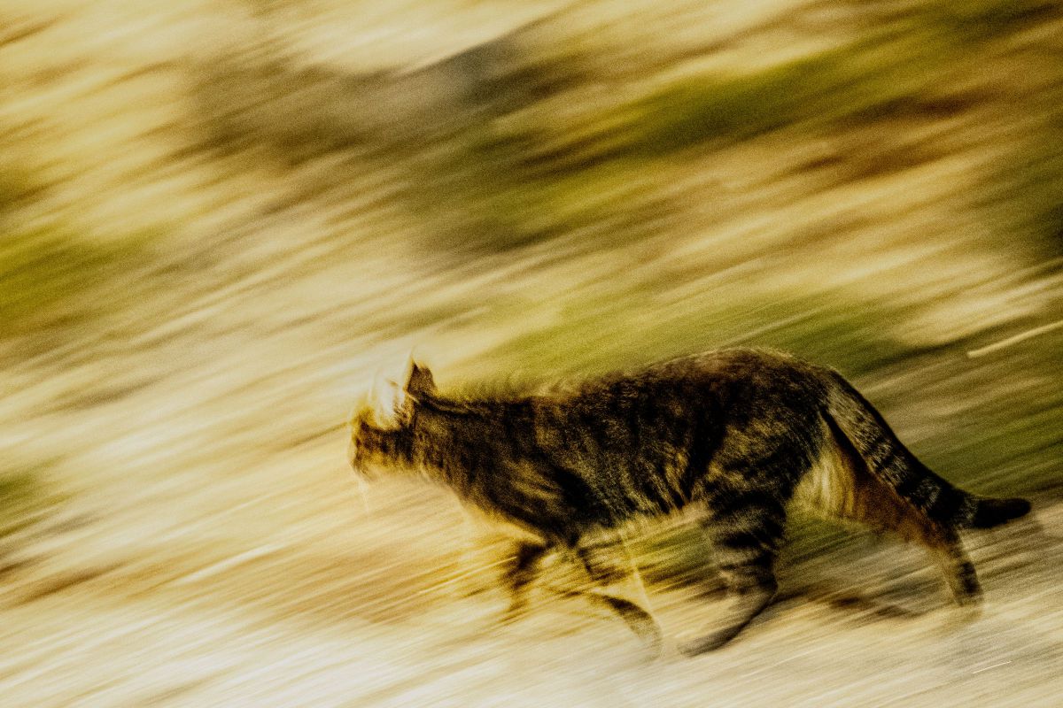 Blurred motion | GANREF