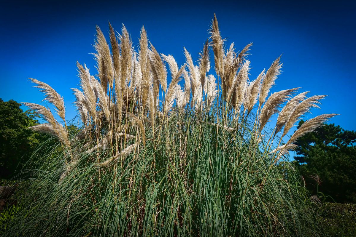 Pampas grass | GANREF