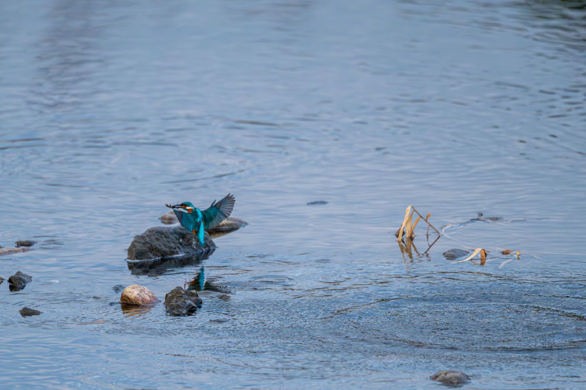 ニコン Z8&超望遠レンズレビュー【野鳥編】vol.7 愛しのカワセミを撮る！！ | GANREF