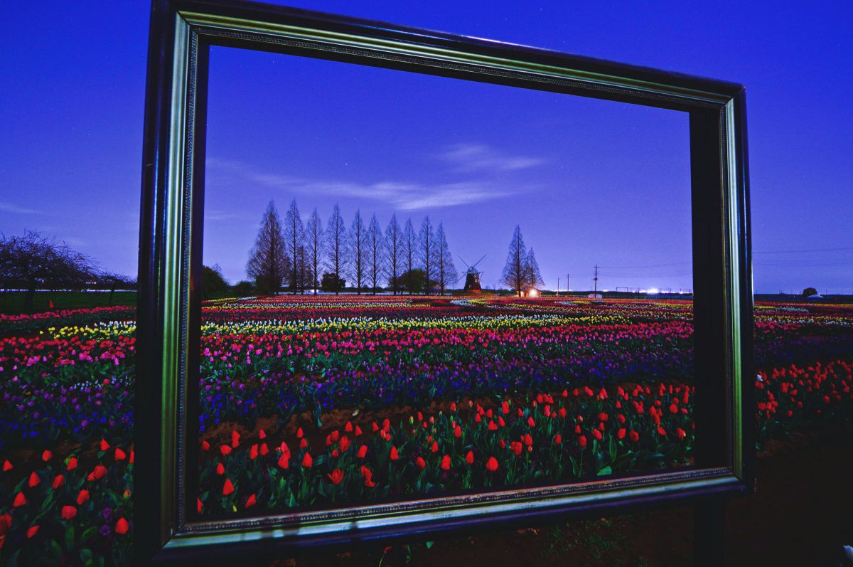 ナイトチューリップ | GANREF