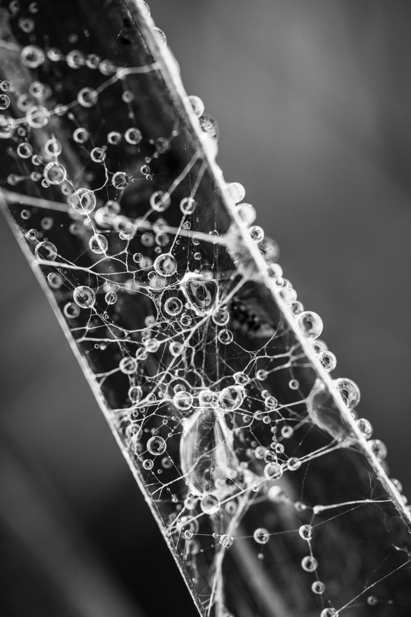 rain jewels | GANREF