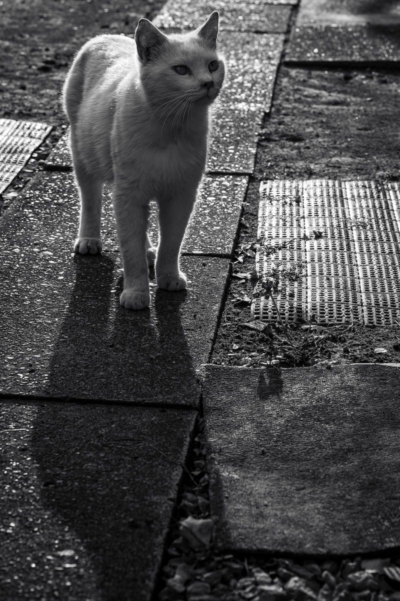 stray cat | GANREF