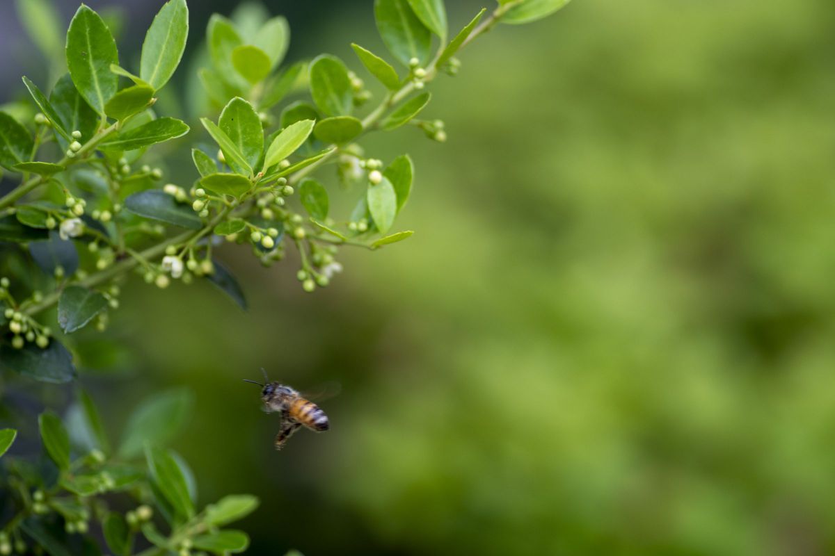 ミツバチ | GANREF