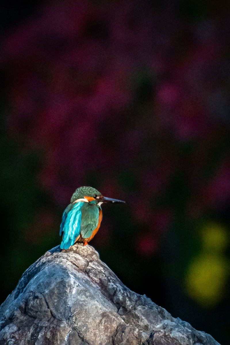 カワセミ | GANREF