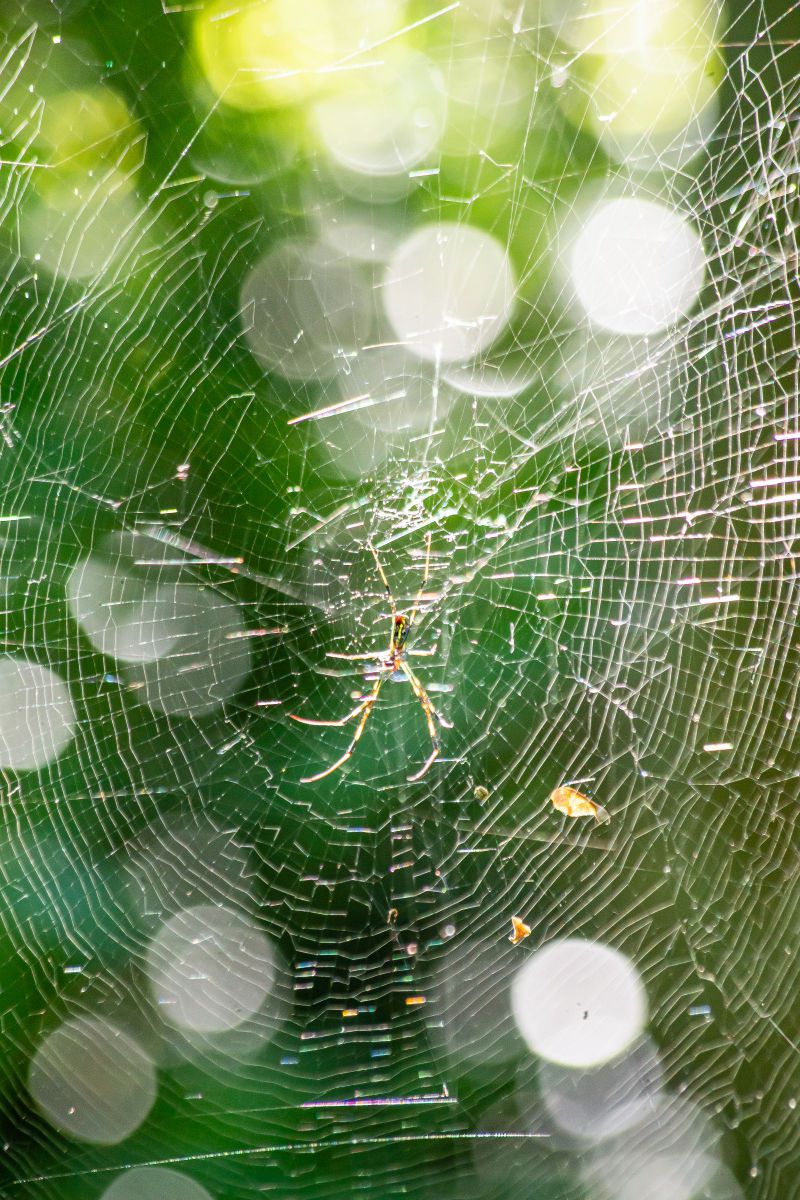 SPIDER'S WEB | GANREF