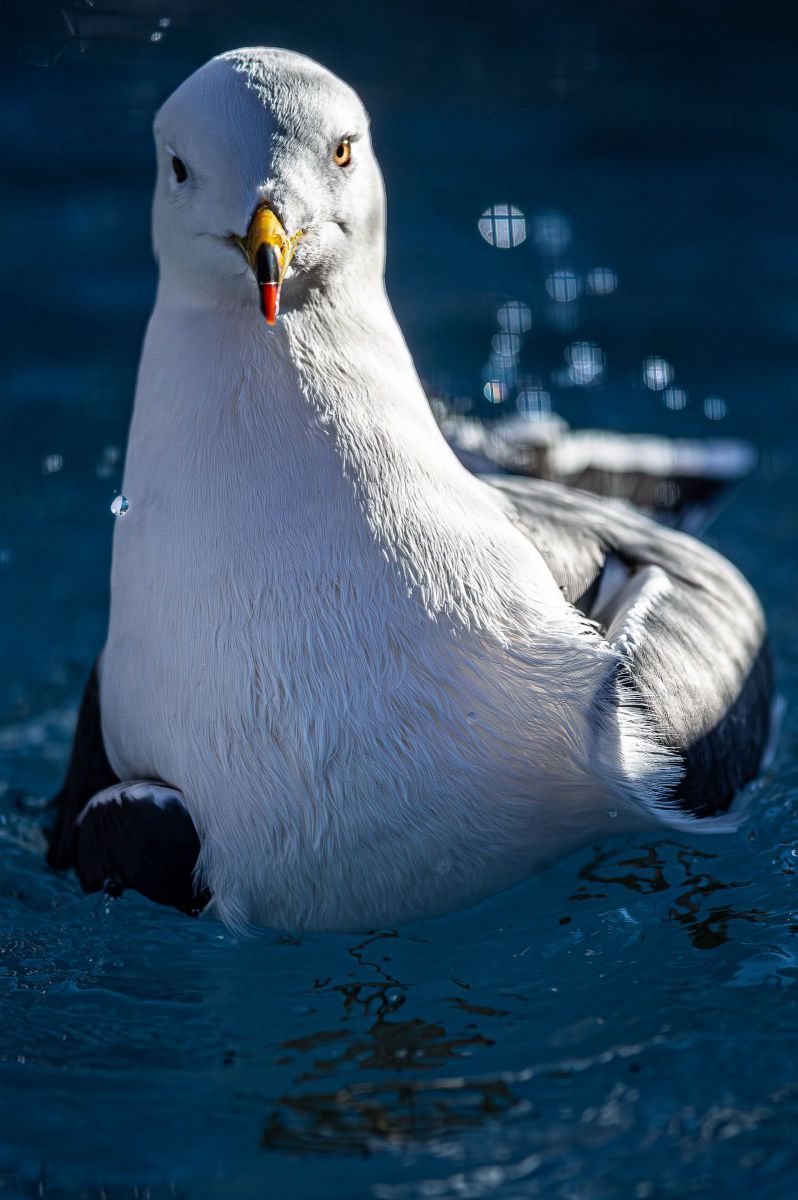 二重人格 | GANREF