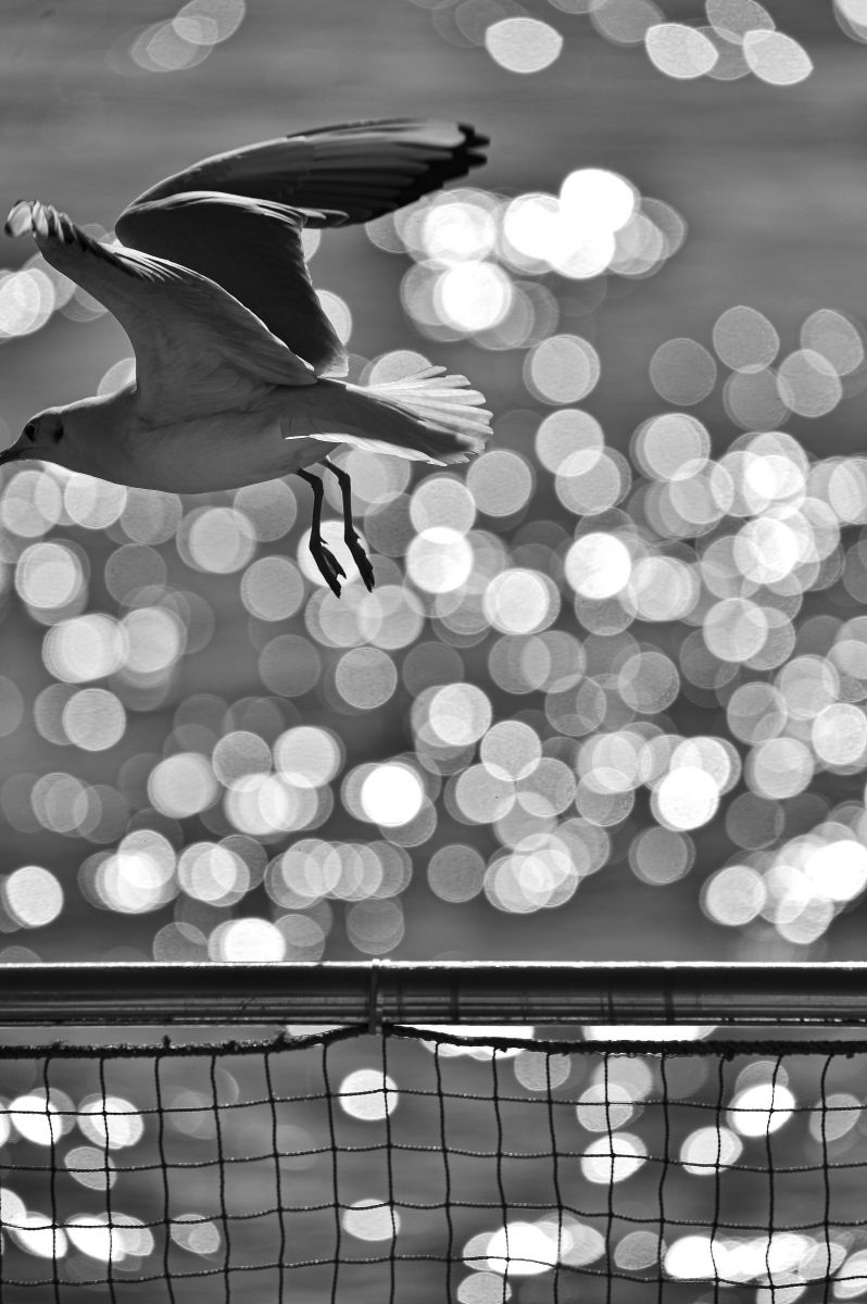 光より発つ | GANREF