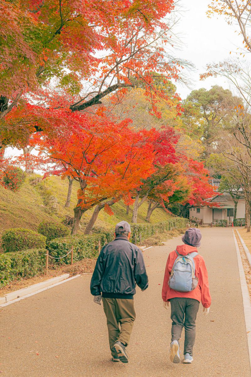 昼下がりの紅葉 | GANREF