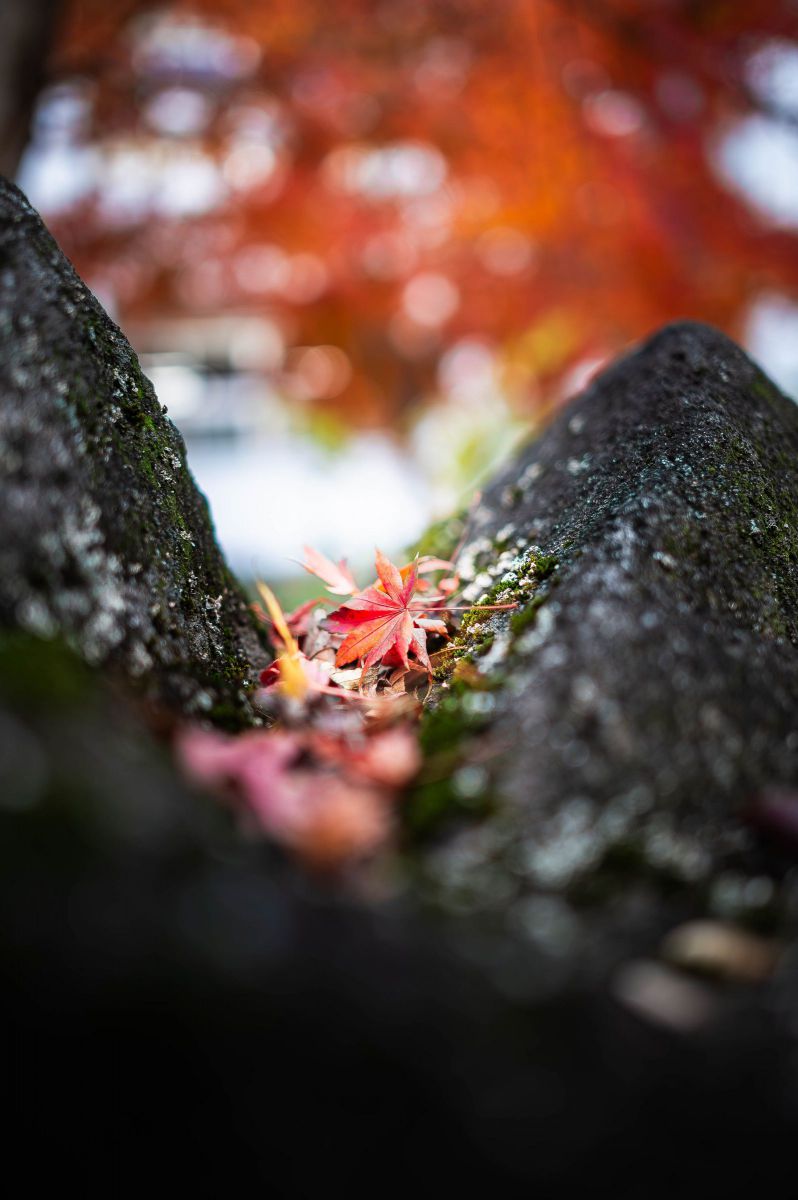 小さい秋 | GANREF