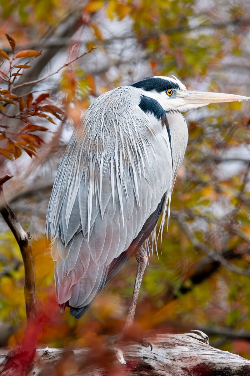 紅葉とアオサギ | GANREF