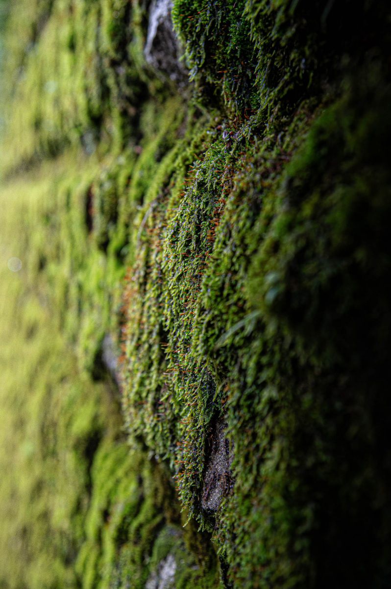 モコモコ | GANREF