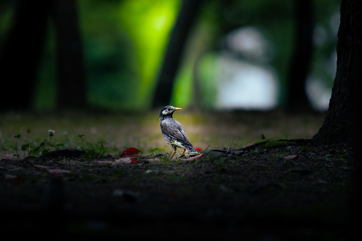 ぽつん。 | GANREF