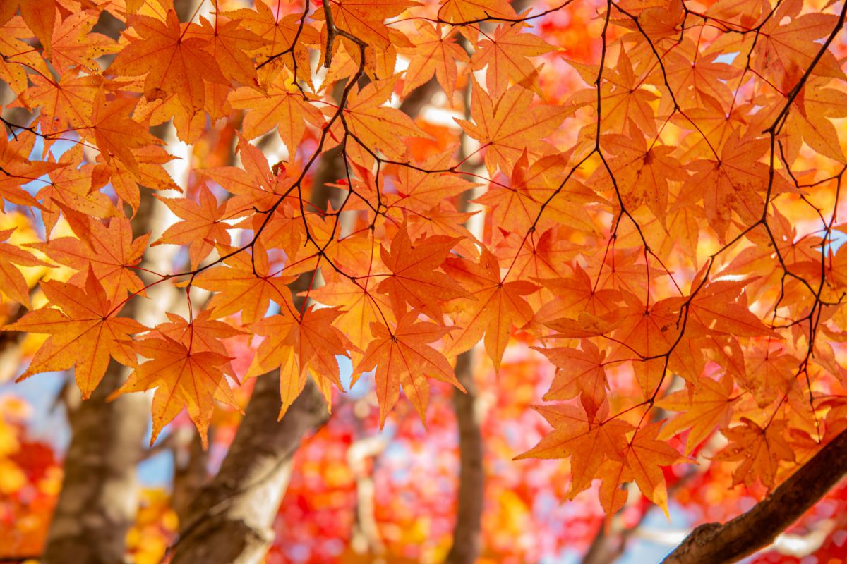 Orange world | GANREF