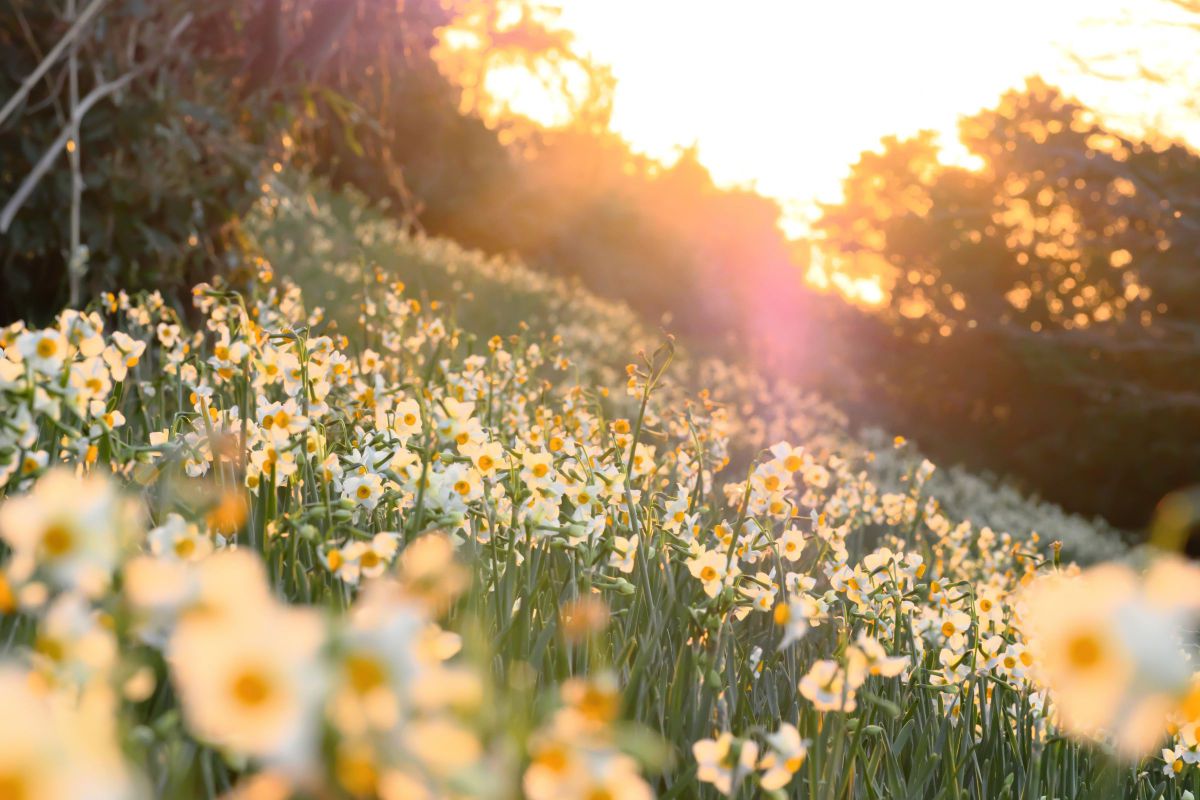 たそがれの水仙畑 | GANREF
