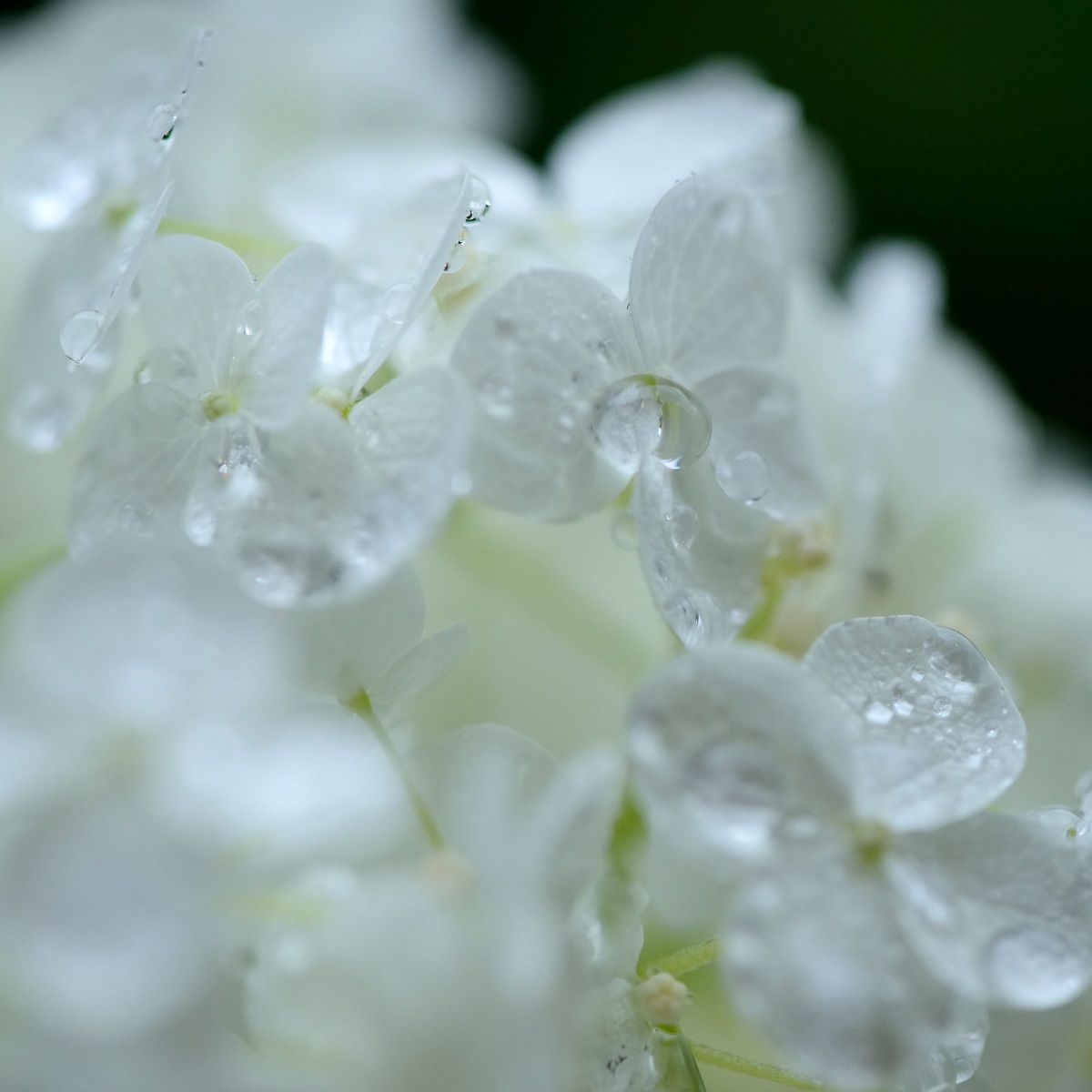 Rain Drops ④ | GANREF