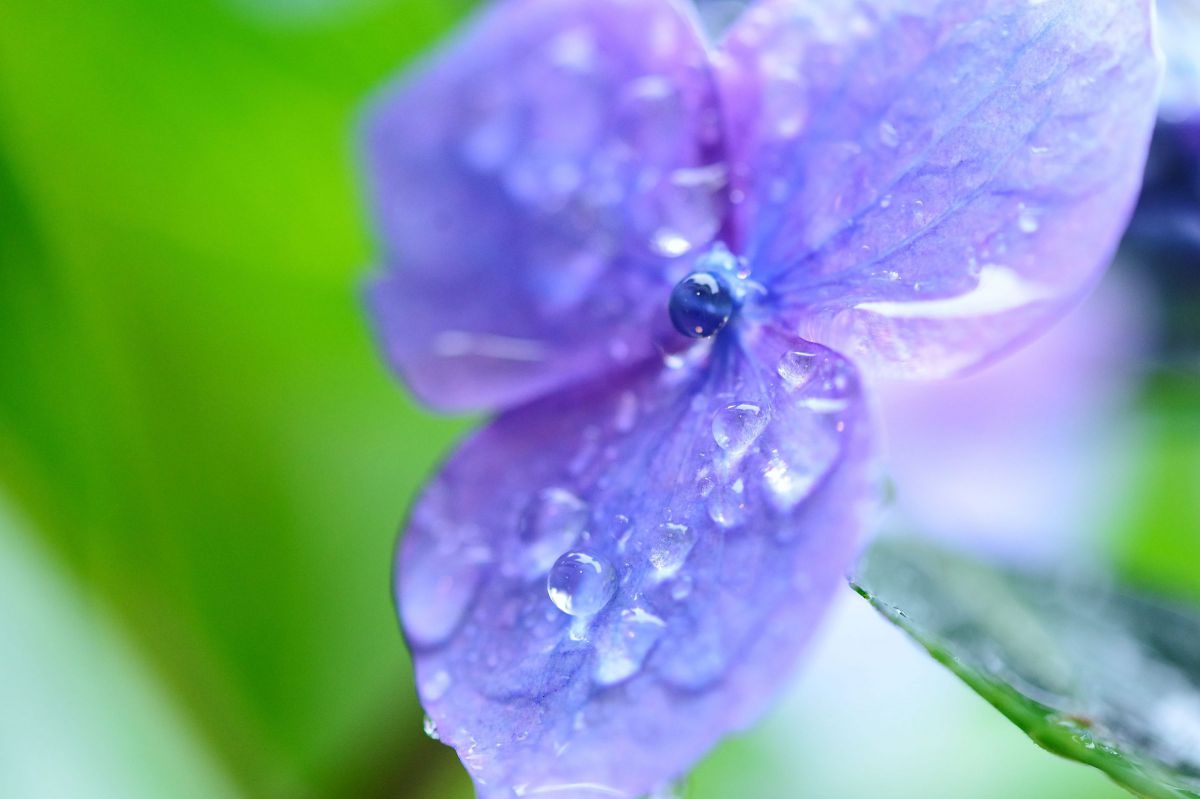 Rain Drops ② | GANREF