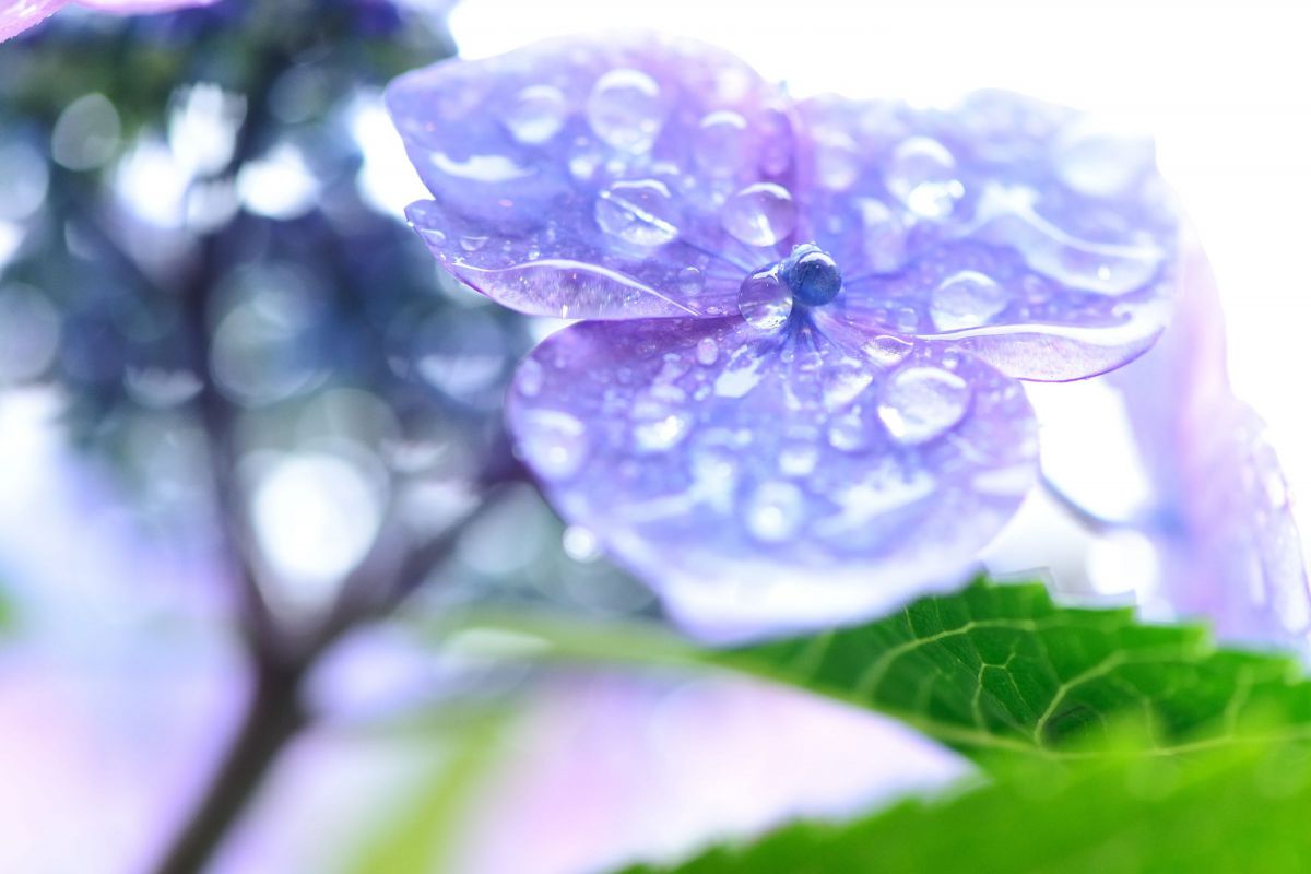 Rain Drops ① | GANREF