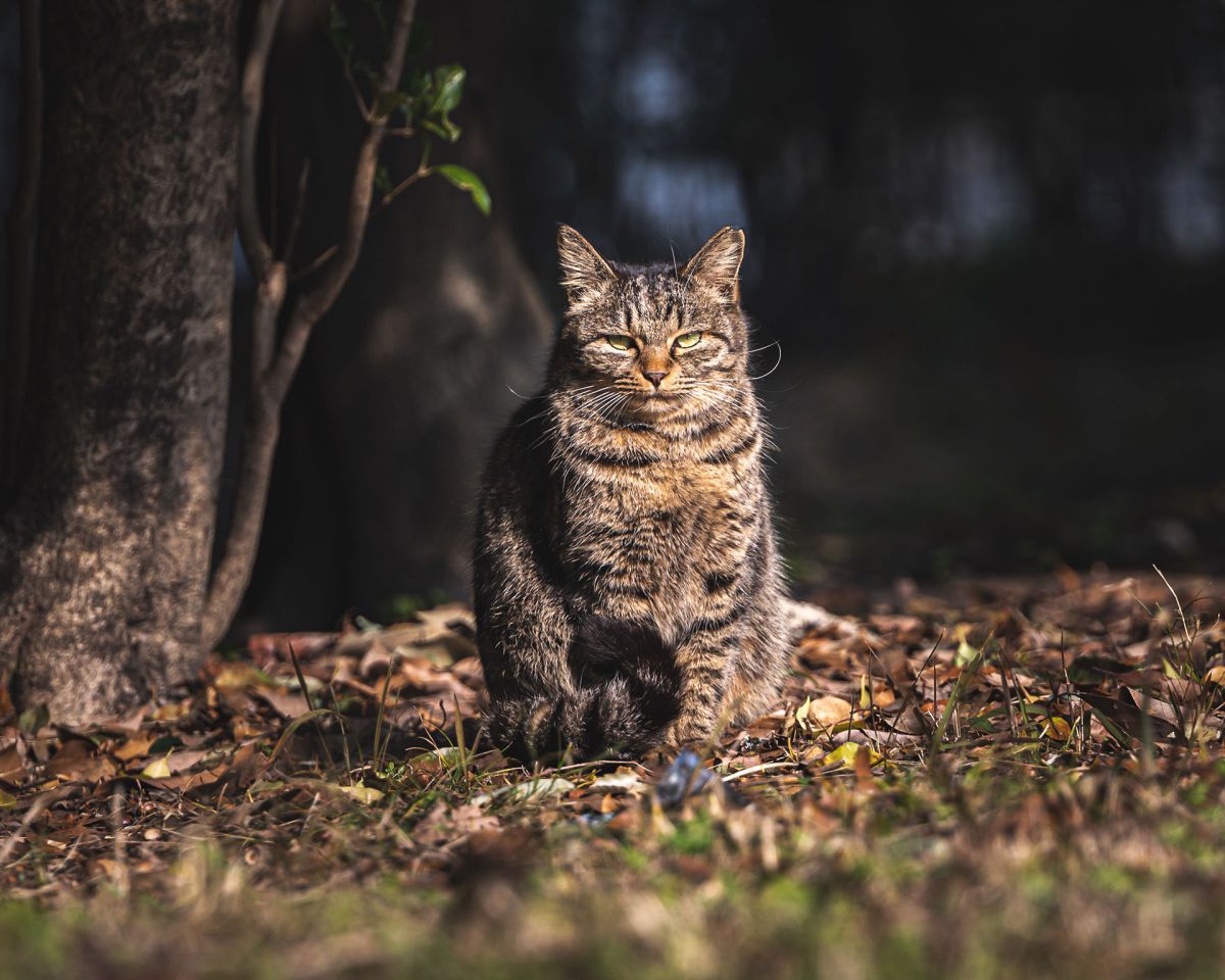 Don't stare so much | GANREF