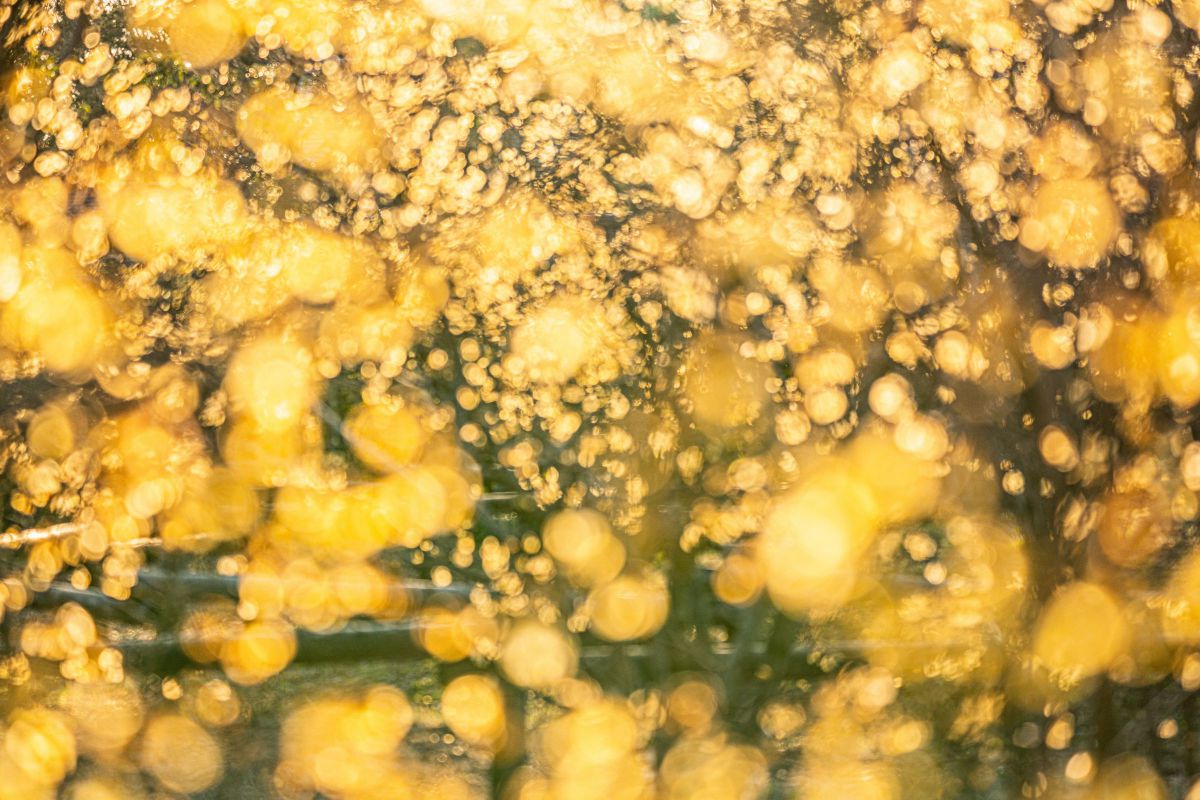 sparkling！ | GANREF