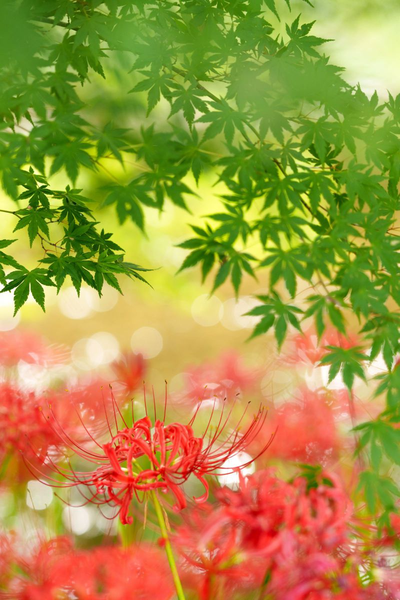 遅れてきた秋 | GANREF